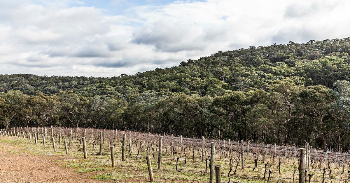 Shire of Nillumbik | Jellis Craig